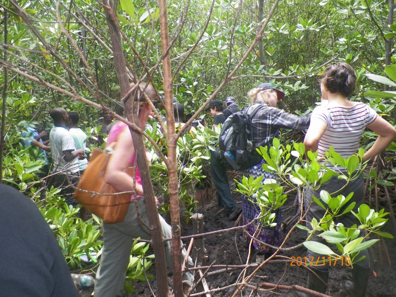 Expansion Of Mangrove Restoration Provide Coastal Kenyans Multiple ...