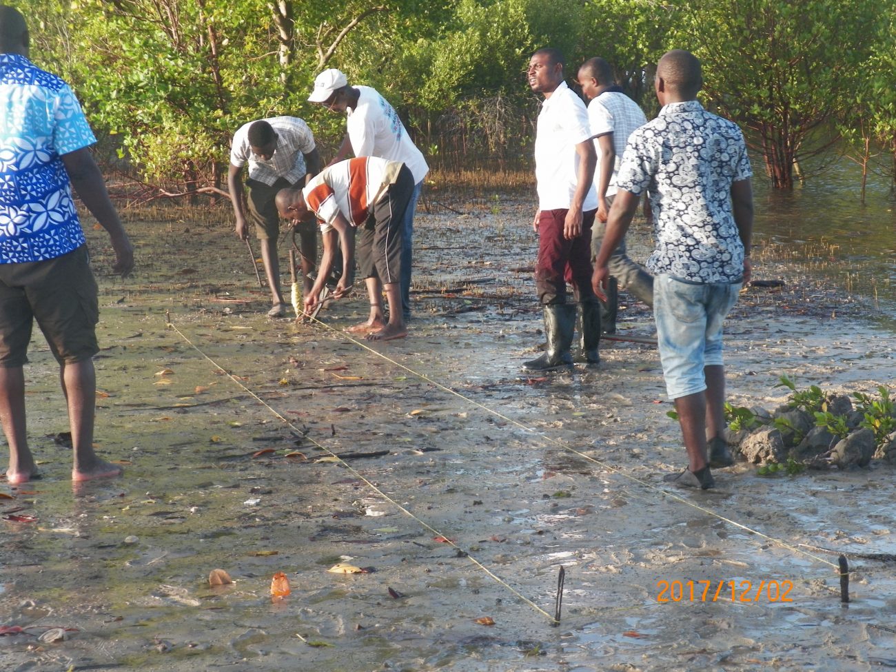 Expansion Of Mangrove Restoration Provide Coastal Kenyans Multiple ...
